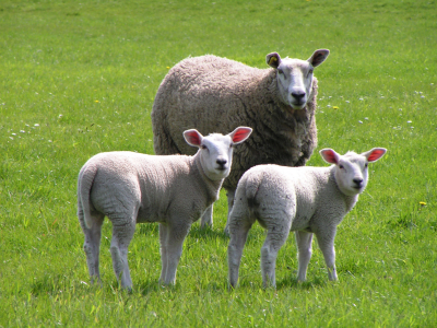 Bimeda Ireland - The Role of Trace Element Nutrition in Sheep Fertility